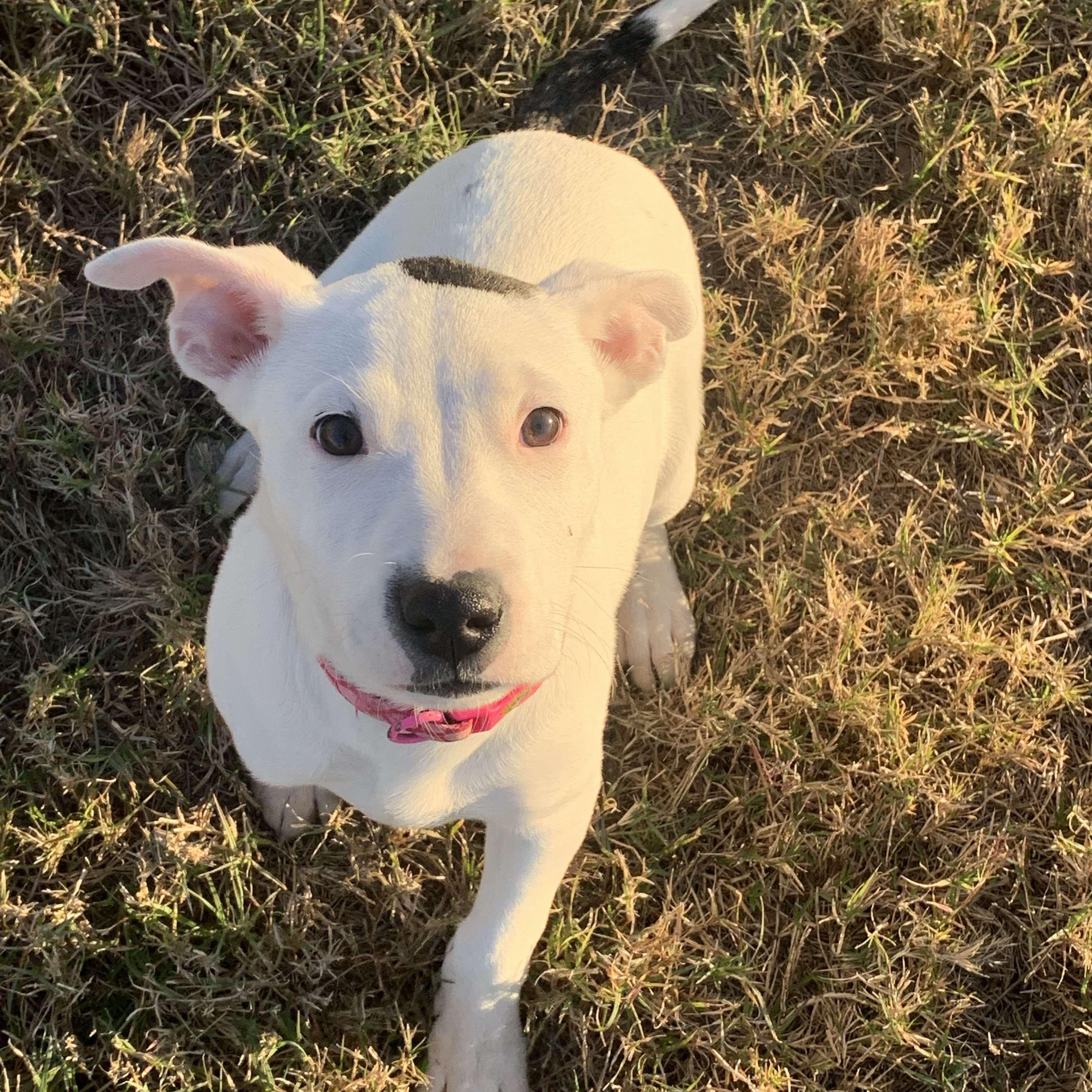 Dog for adoption - Magnolia, a Terrier Mix in Seattle, WA | Petfinder