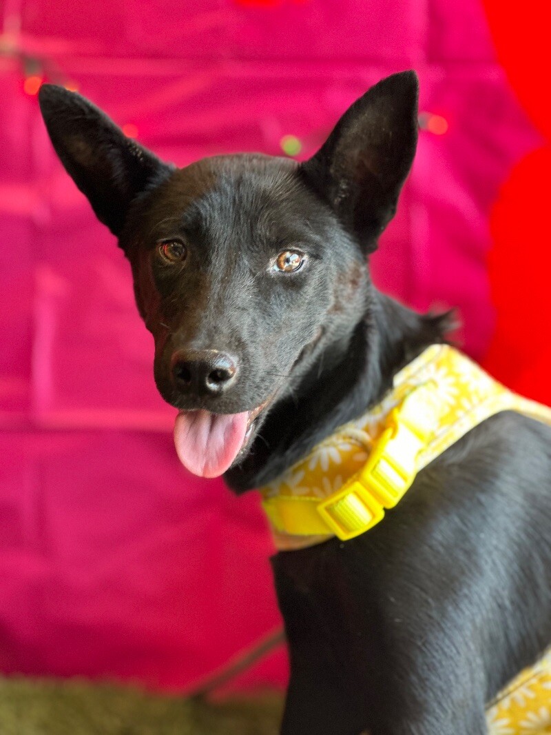 Dog for adoption - Azul, a Belgian Shepherd / Malinois & Black Labrador ...