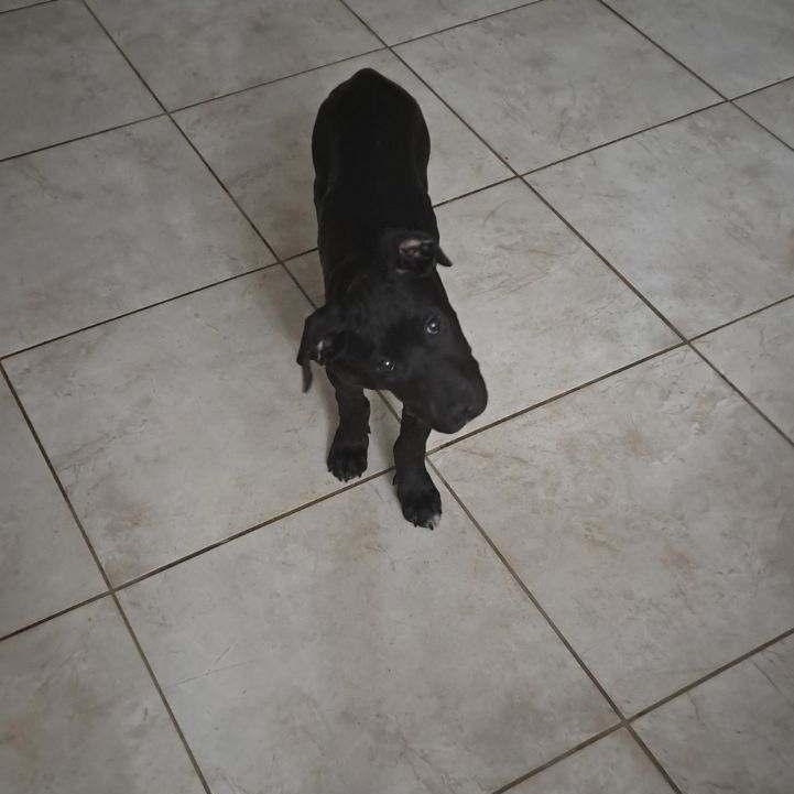 Dog for adoption - Nuke, a Labrador Retriever Mix in Hoffman Estates ...