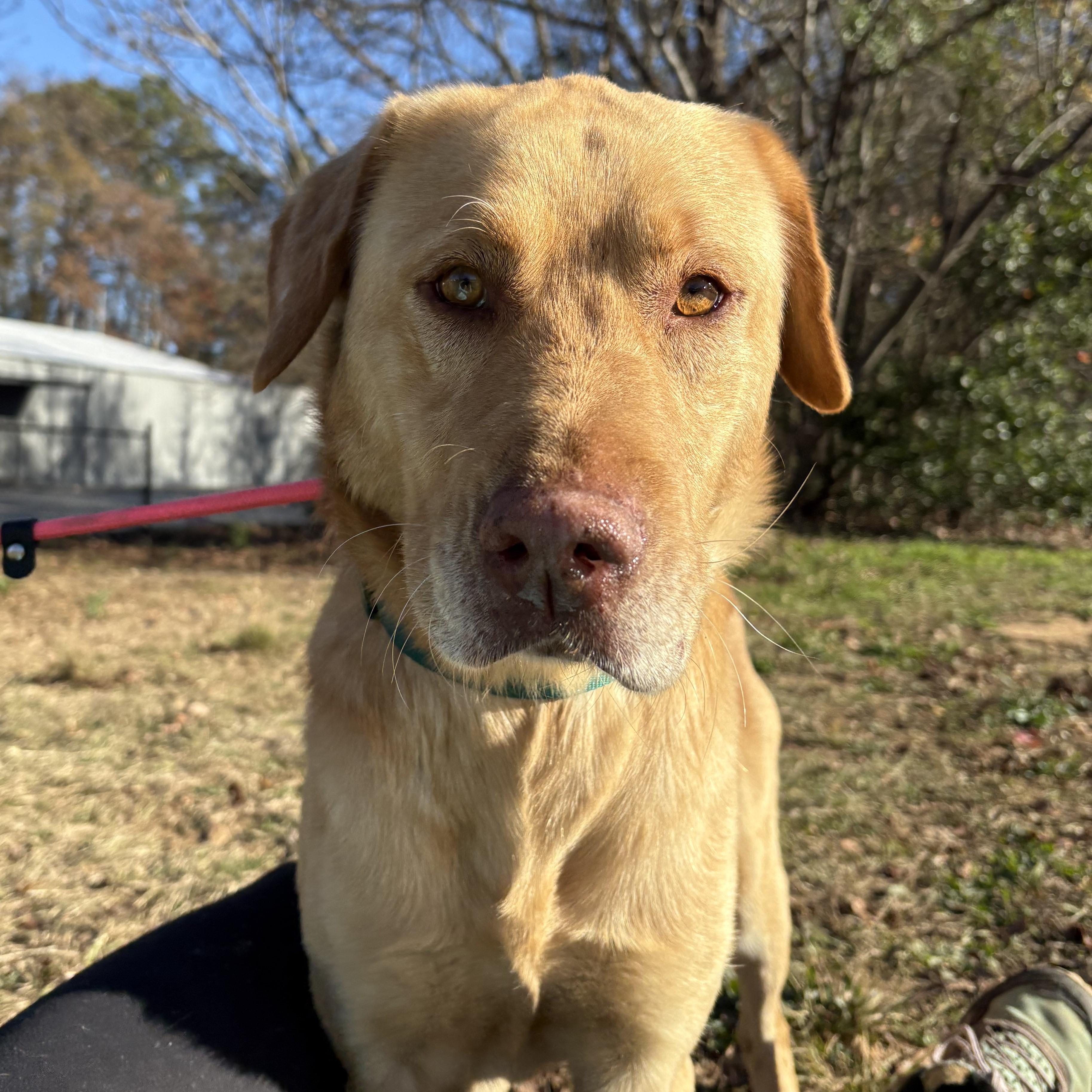 Dog for adoption - Mud, a Yellow Labrador Retriever in Washington, DC ...