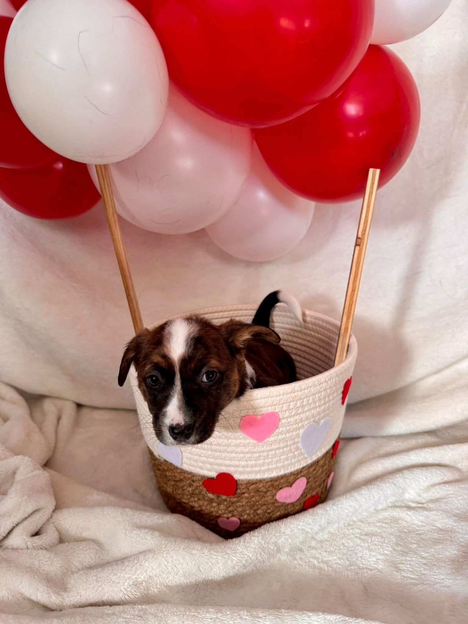 Spark - Adoptable Pet | Petfinder | Petfinder