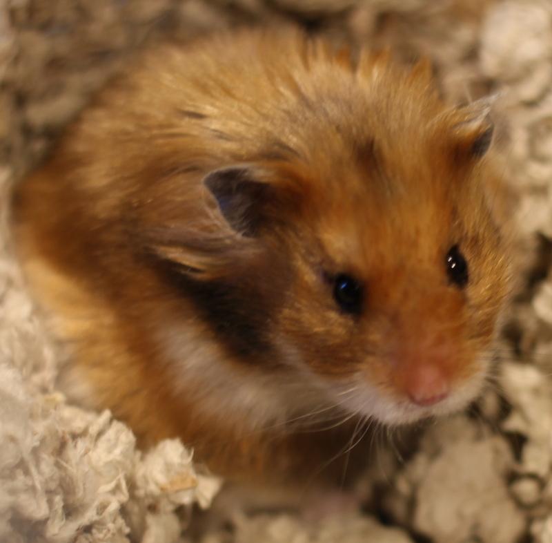 Hamster for adoption - Pippa, a Hamster & Dwarf Hamster Mix in Budd ...