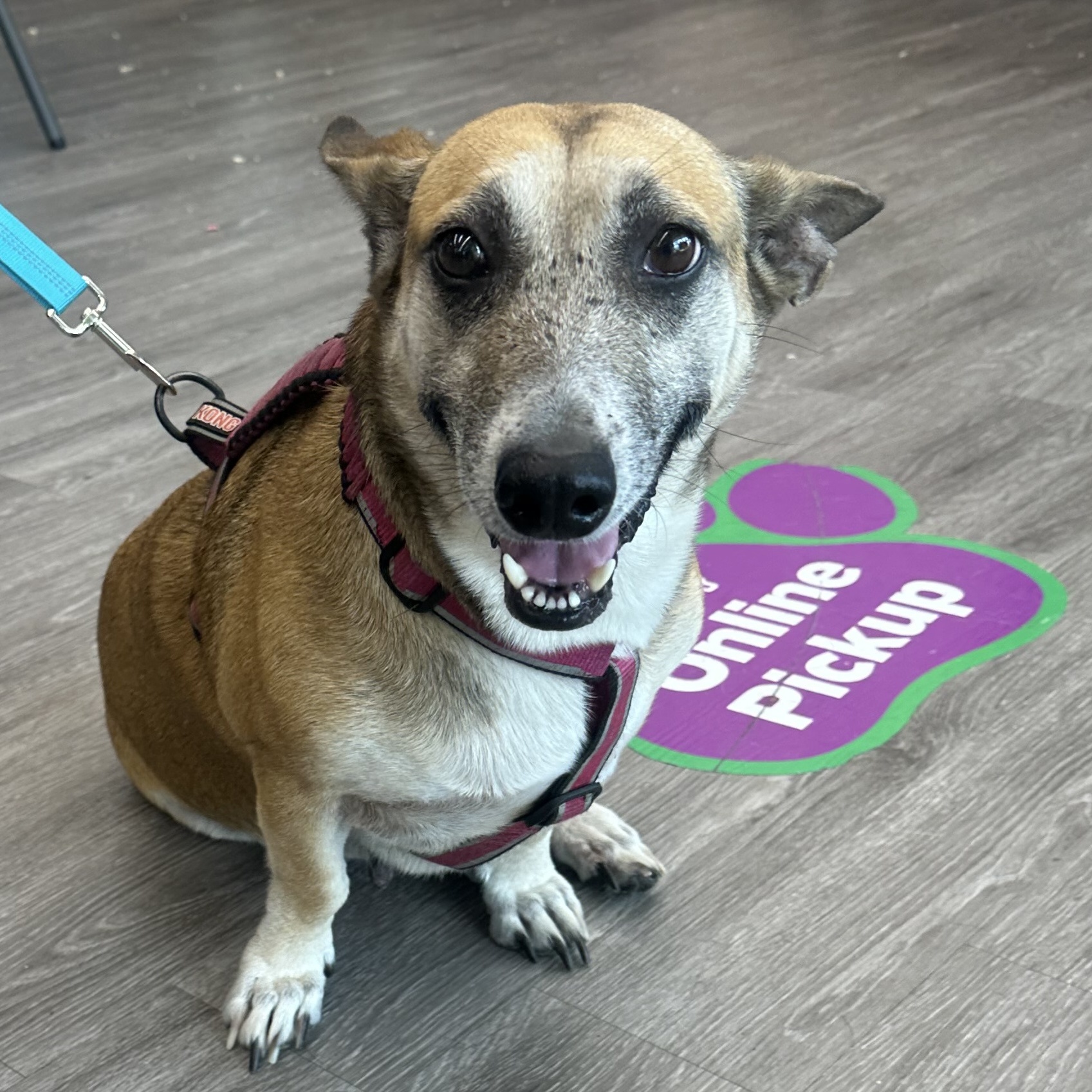 Dog for adoption - Vixey, a Mixed Breed in Austin, TX | Petfinder