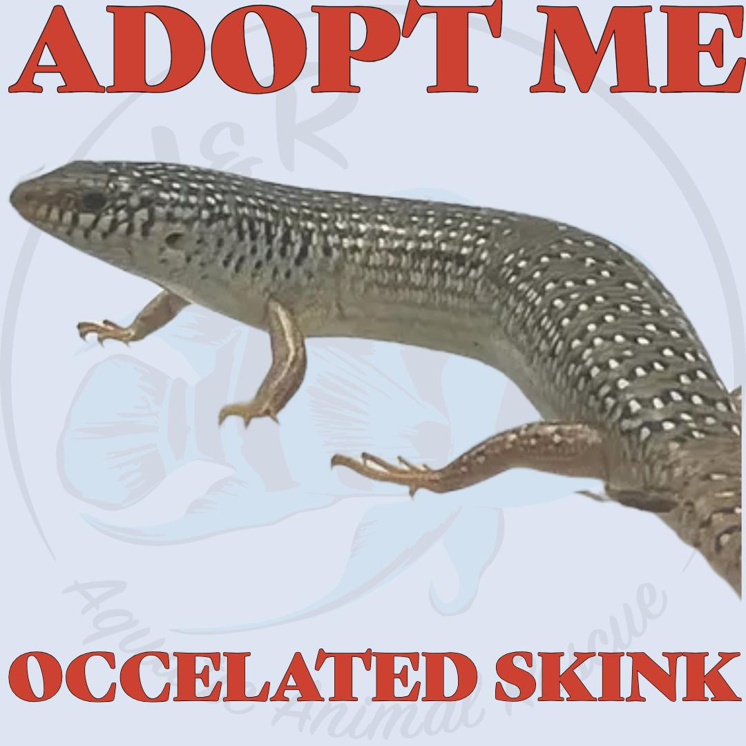 Reptile for adoption - Occelated Skink, a Lizard in Neenah, WI | Petfinder