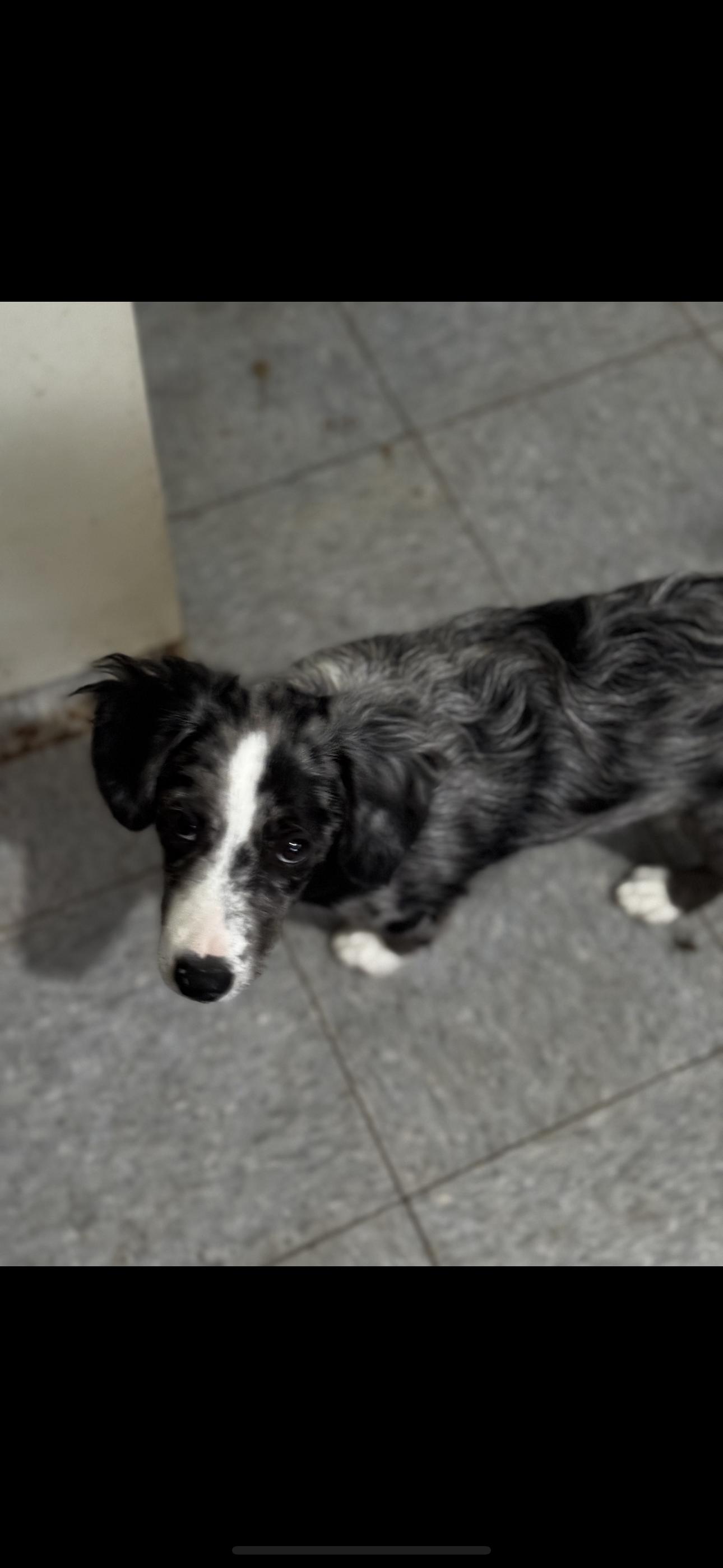 Dog for adoption - Moe (mini Aussie), an Australian Shepherd Mix in O ...