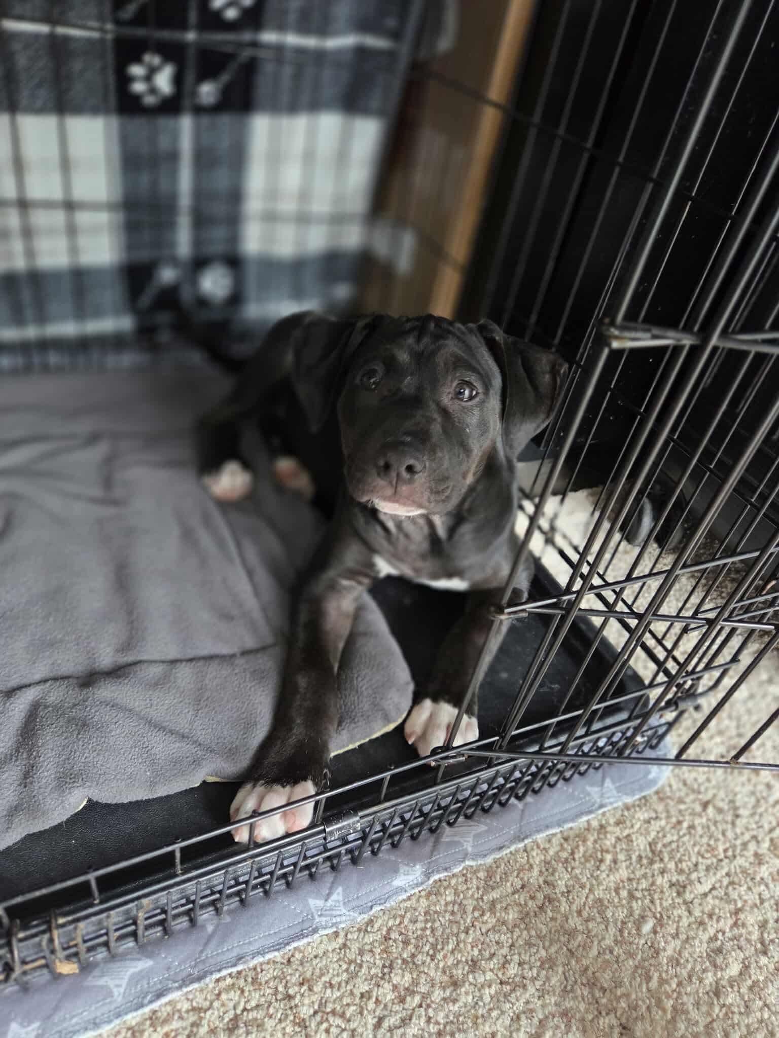 Dog for adoption - Freddie, a Mixed Breed in Puyallup, WA | Petfinder