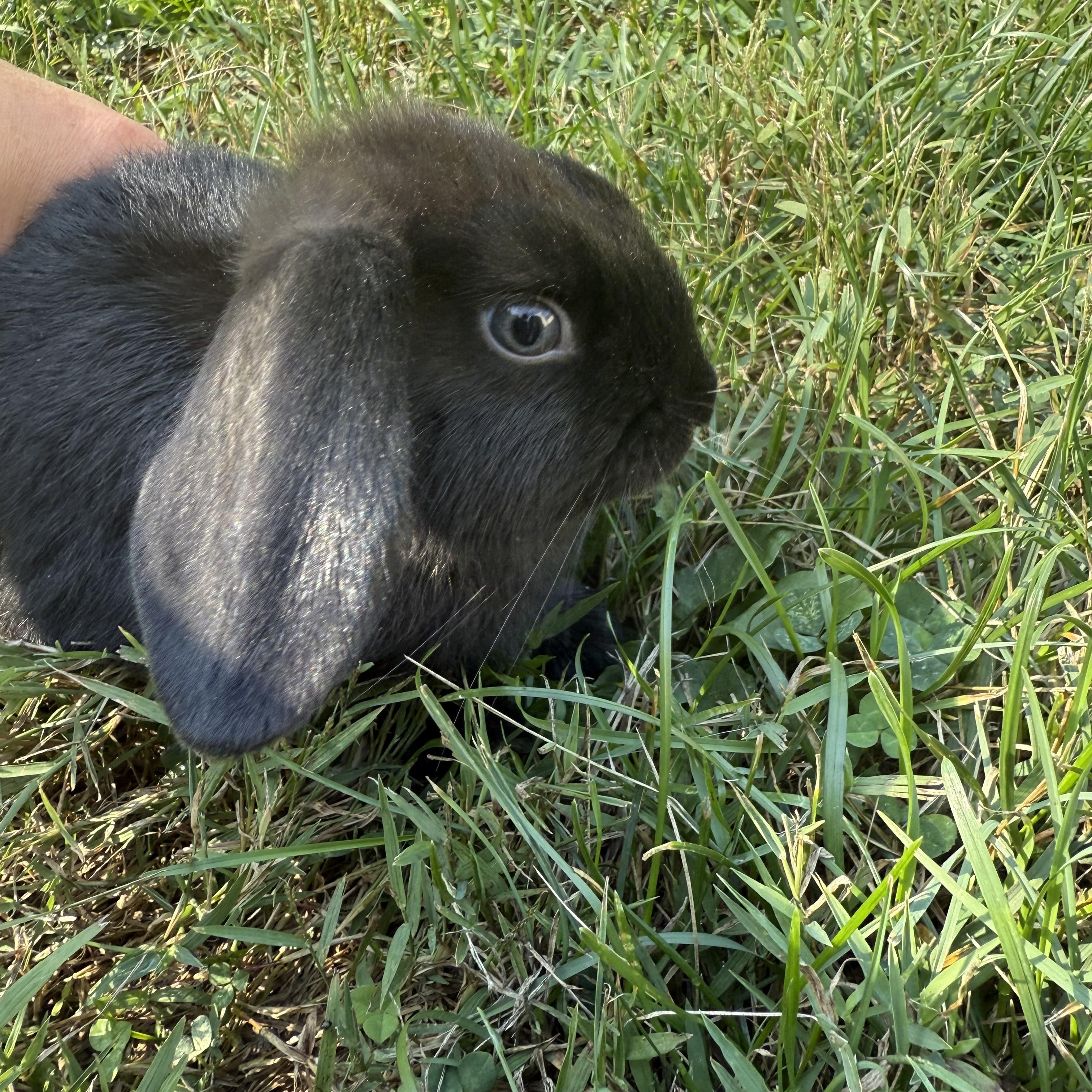 Rabbit for adoption - Wednesday, a Mini Rex Mix in Mechanicsburg, PA ...