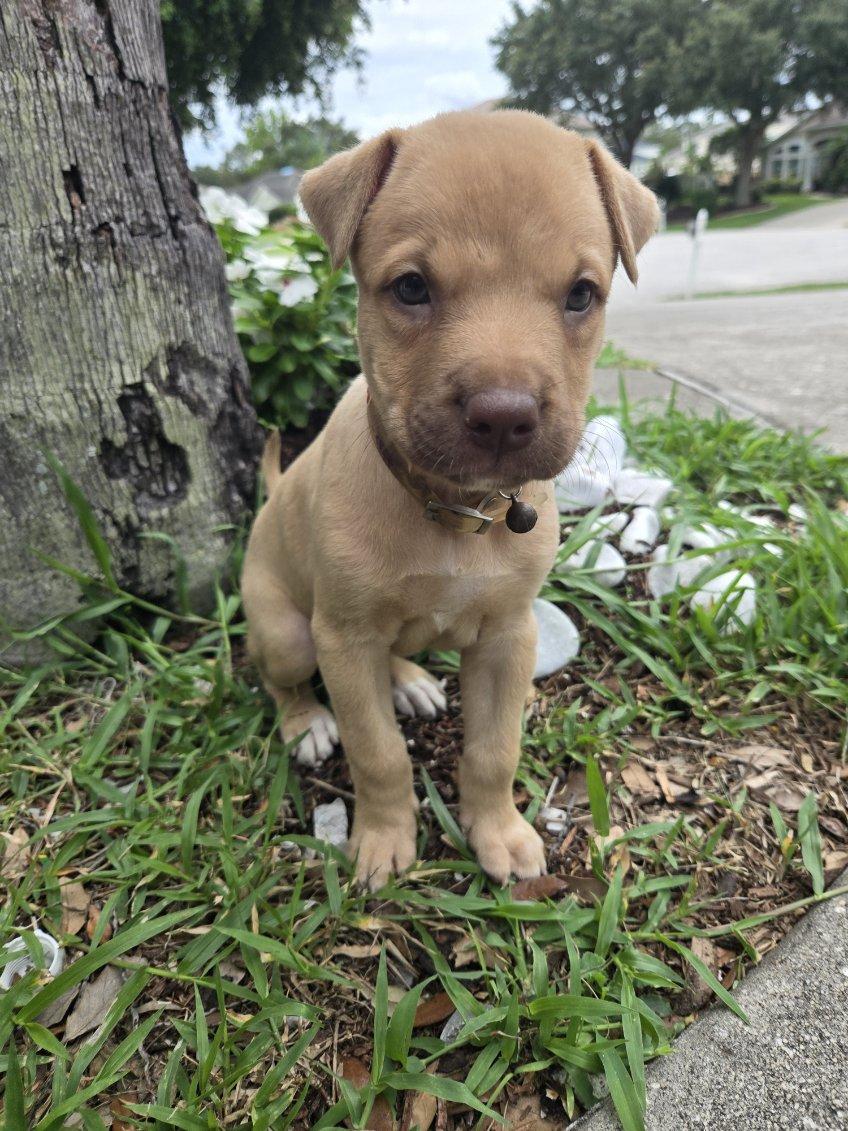 Dog for adoption - Cliff, a Mixed Breed in Orlando, FL | Petfinder