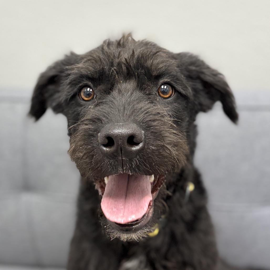 Dog for adoption - Freya, a Standard Poodle & Labradoodle Mix in ...