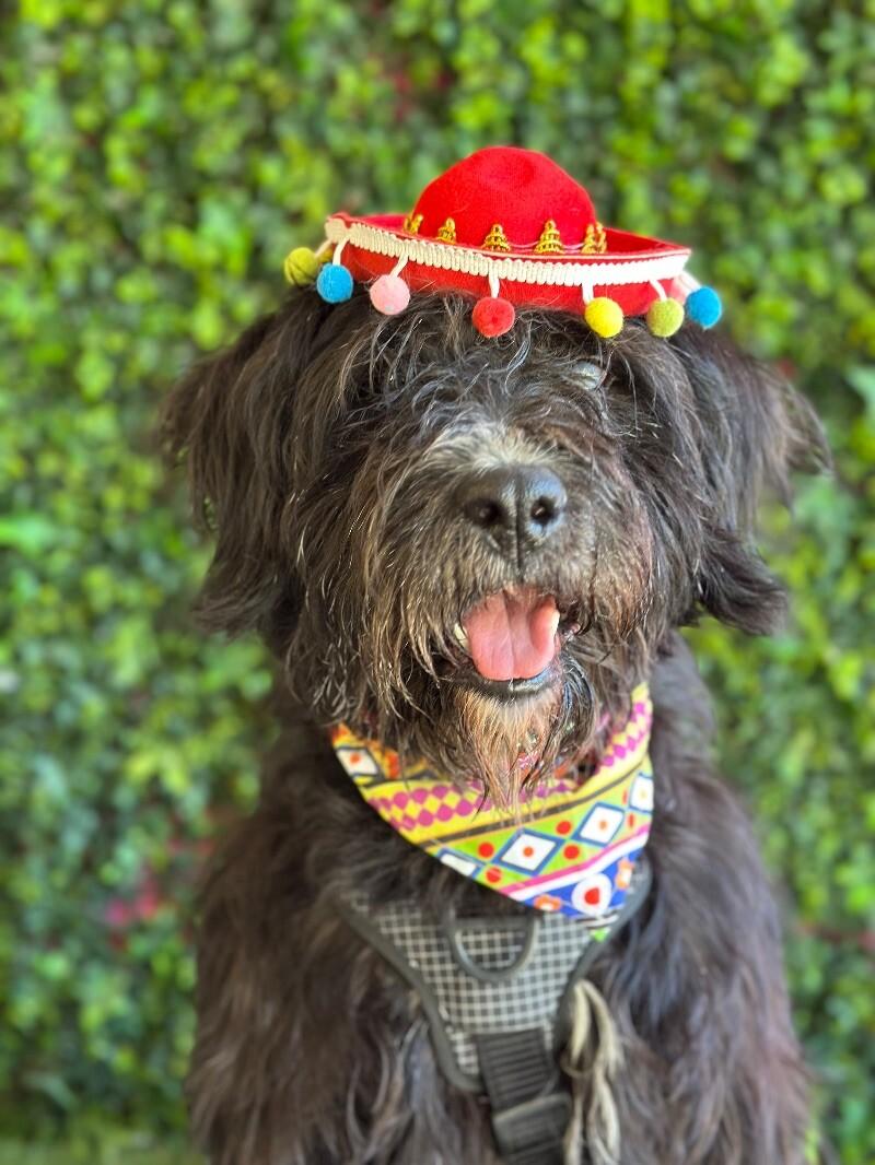 Dog for adoption - Galan, a German Wirehaired Pointer & Labradoodle Mix ...