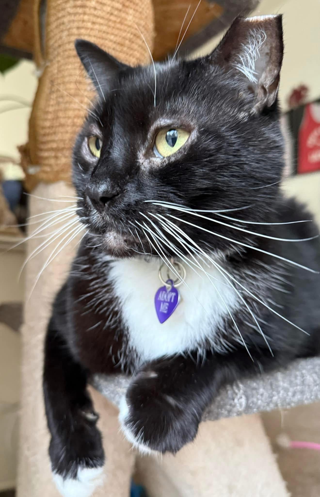 Cat for adoption - Landon, a Domestic Short Hair in Philadelphia, PA ...