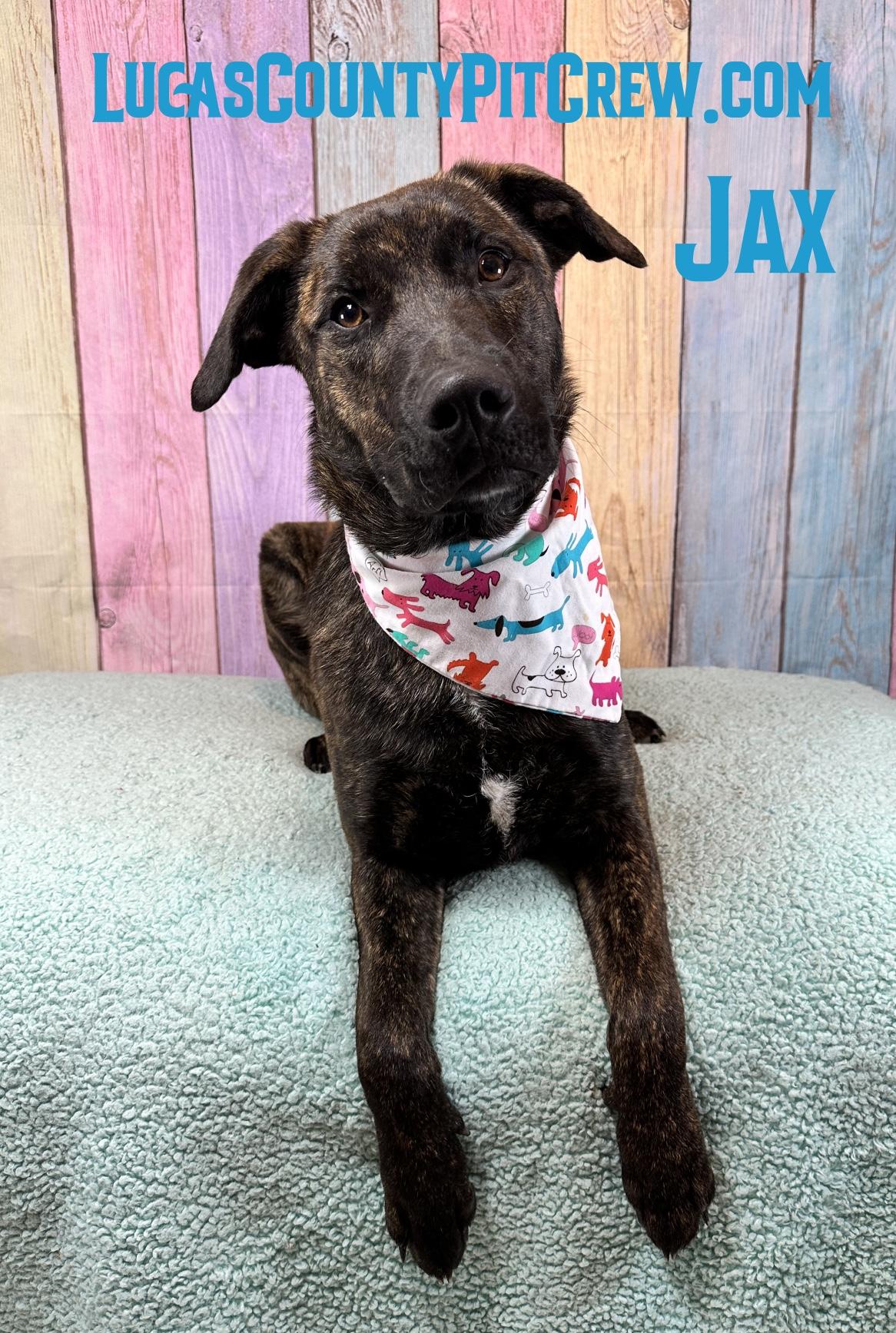 Dog for adoption - Jax, a Shepherd & Anatolian Shepherd Mix in Toledo ...