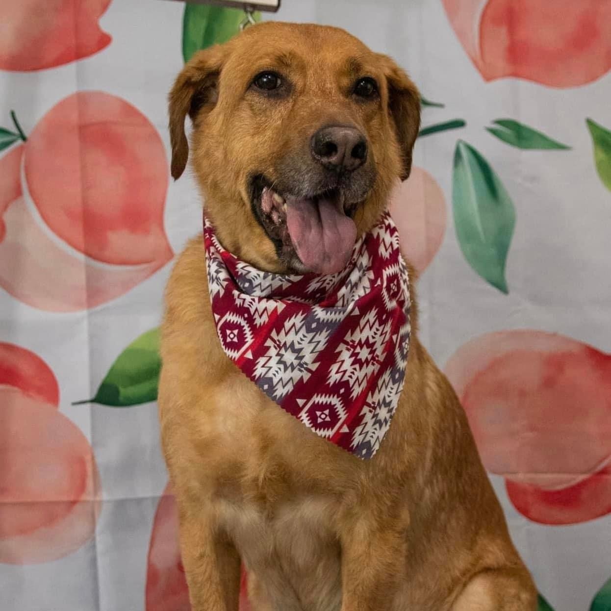 Dog for adoption - Rusty, a Golden Retriever & Labrador Retriever Mix ...