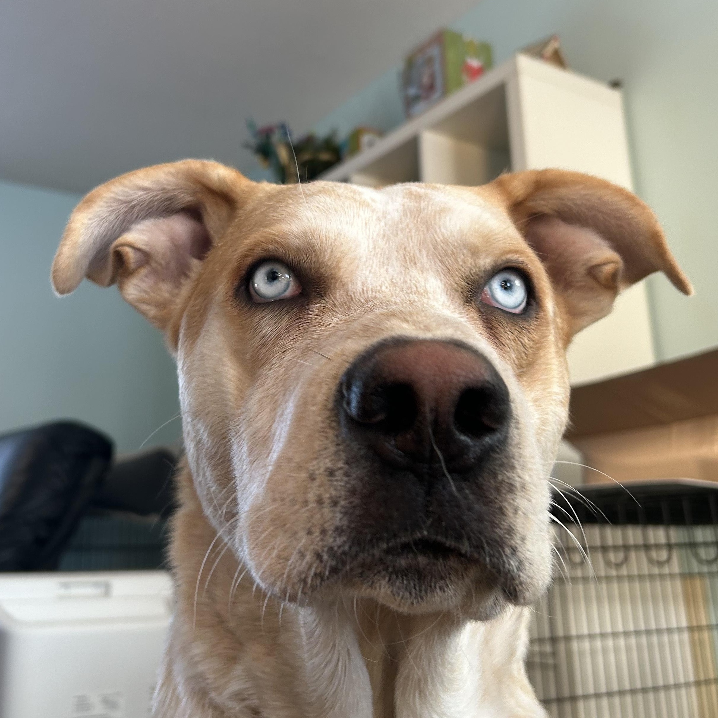 Dog for adoption - Ruga (formally Handsomer), a Siberian Husky ...