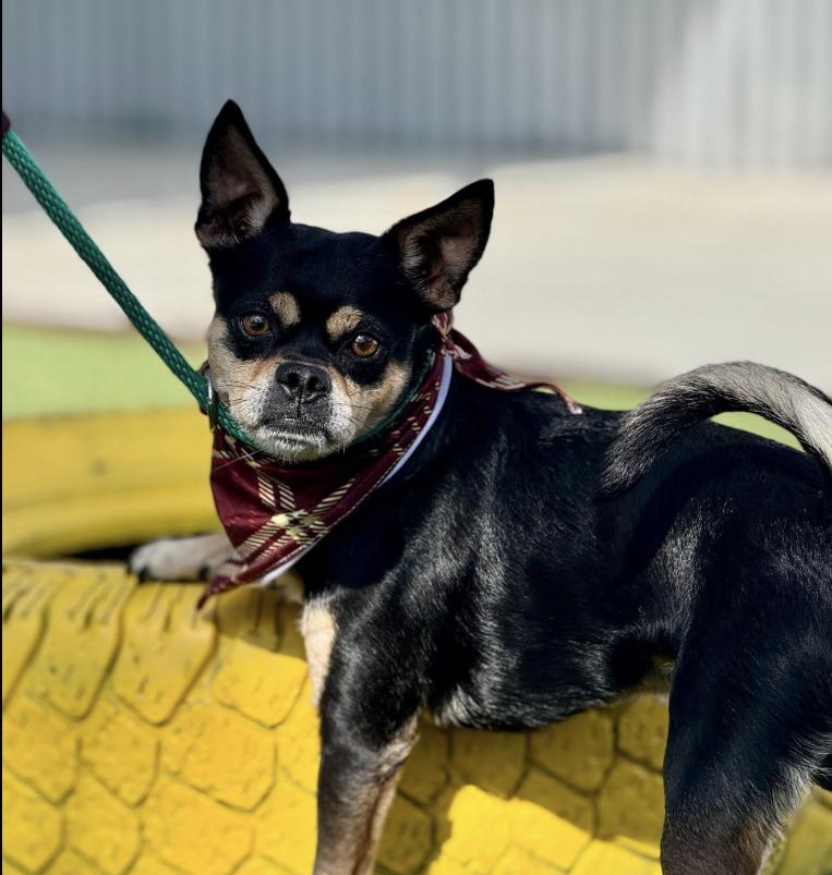 Dog for adoption - Beetle-Looks like a gremlin, acts like a cuddle bug ...