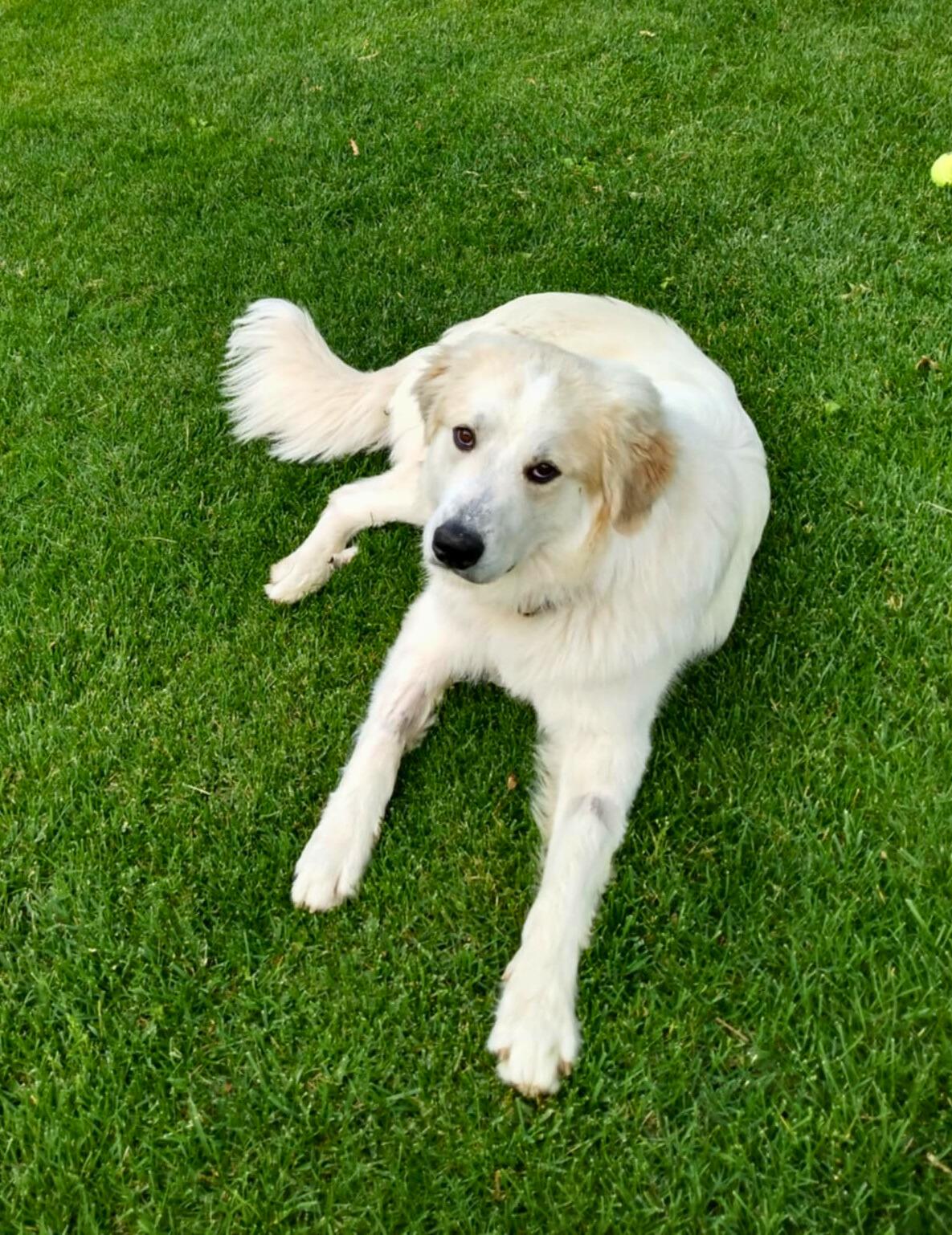 Dog for adoption - Apollo, a Great Pyrenees Mix in Chatham, NJ | Petfinder