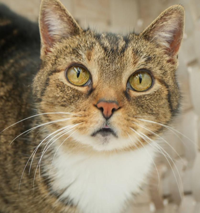 Cat for adoption - Cuda is a SUPER CUDDLER! THERAPY CAT (see video) AND ...