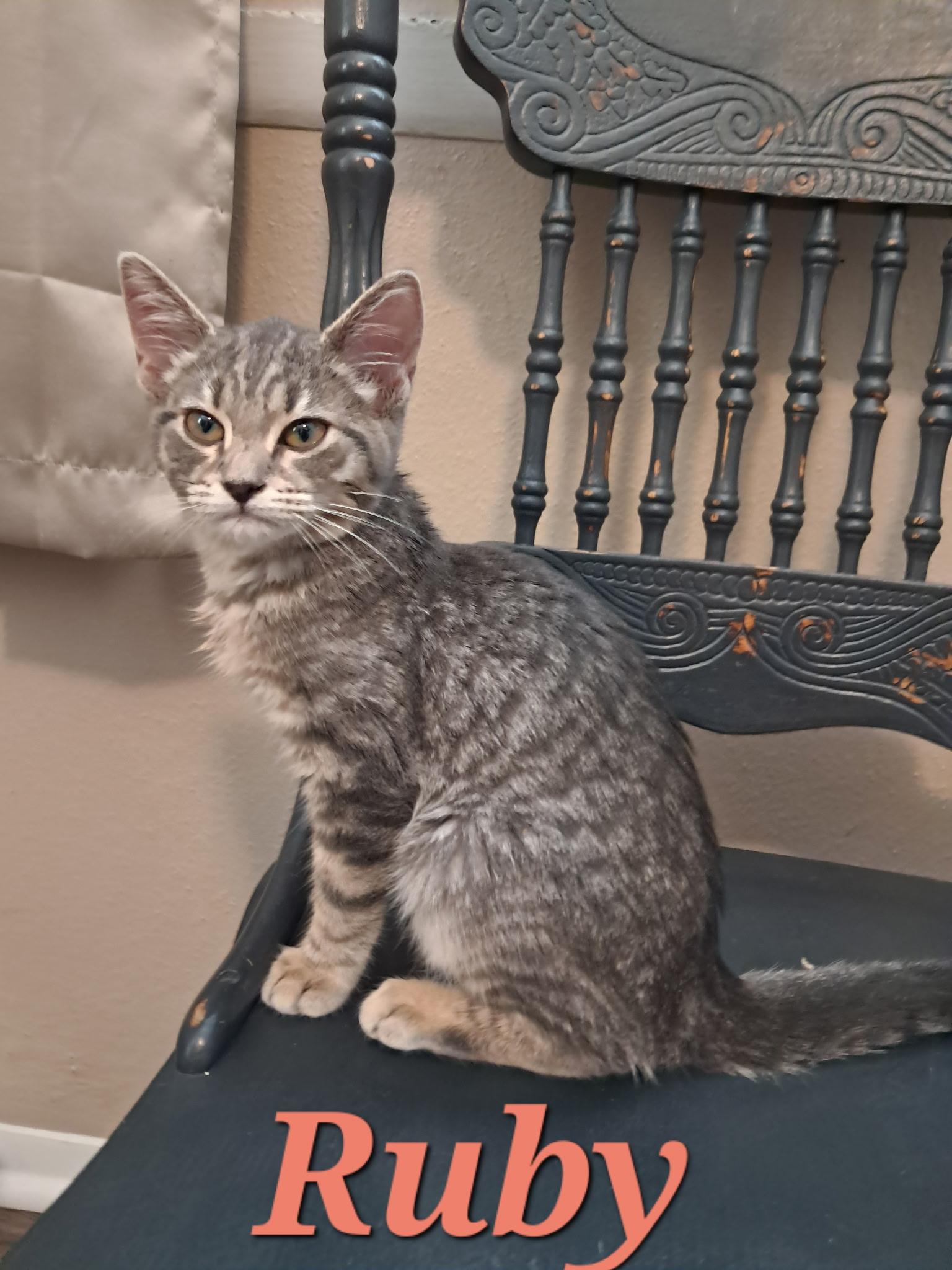 Cat for adoption - Ruby, a Russian Blue & Tabby Mix in New Port Richey ...