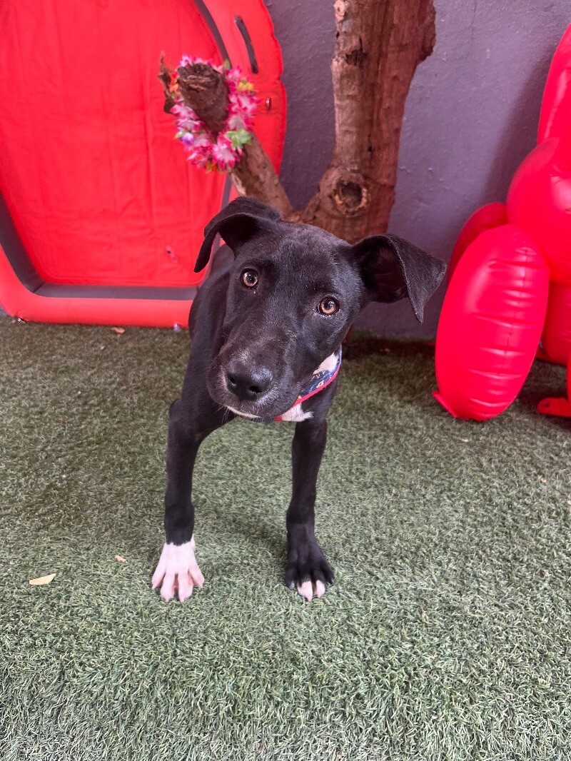 Dog for adoption - Bogie, a Shepherd & Labrador Retriever Mix in Sparks ...