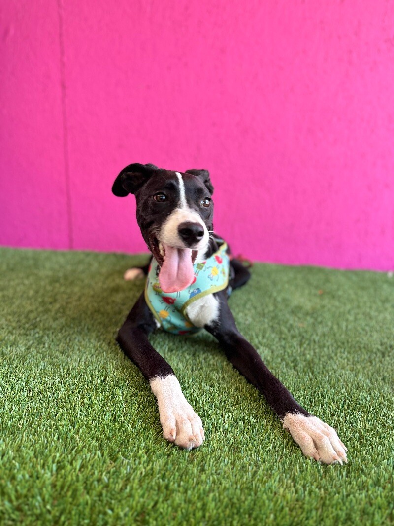 Dog for adoption - Jason, a Border Collie & Terrier Mix in Dublin, CA ...