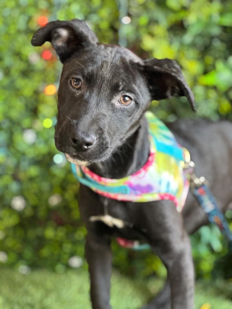 Dog for adoption - Gemma, a Flat-Coated Retriever Mix in Pasadena, CA ...
