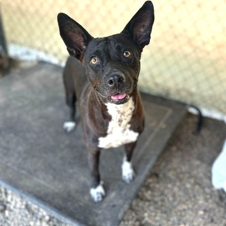 Dog for adoption - Brita, a Mixed Breed in Kelowna, BC | Petfinder