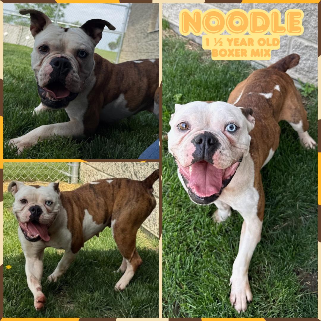 Dog for adoption - Noodle, a Boxer Mix in Franklin, IN | Petfinder