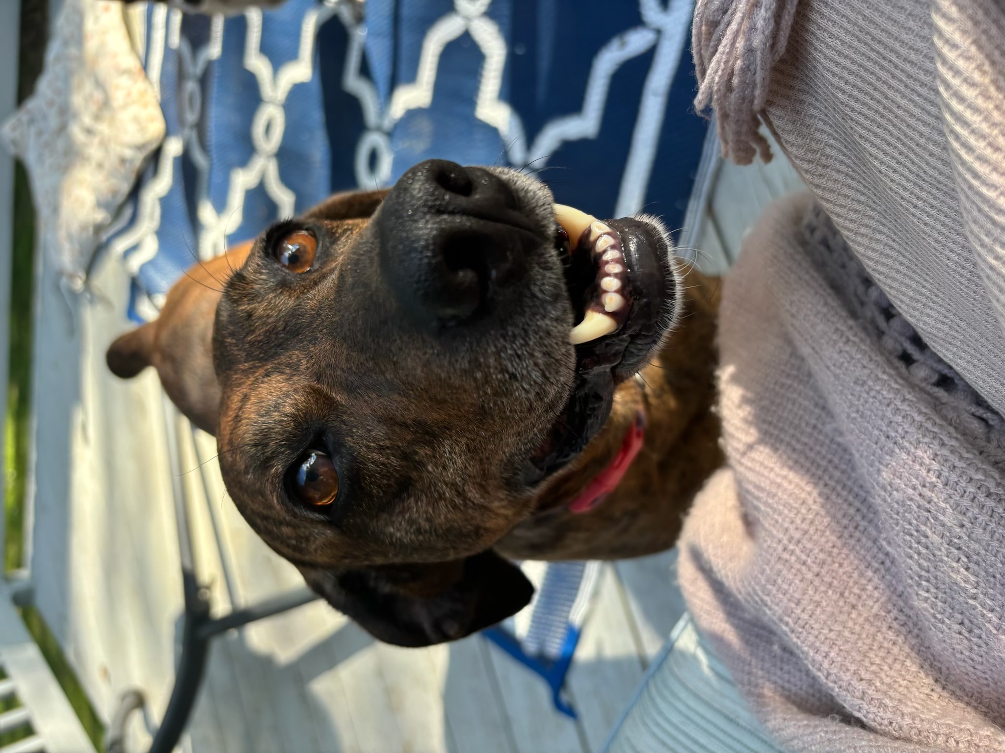 Dog for adoption - Temperance, a Plott Hound & Mountain Cur Mix in ...