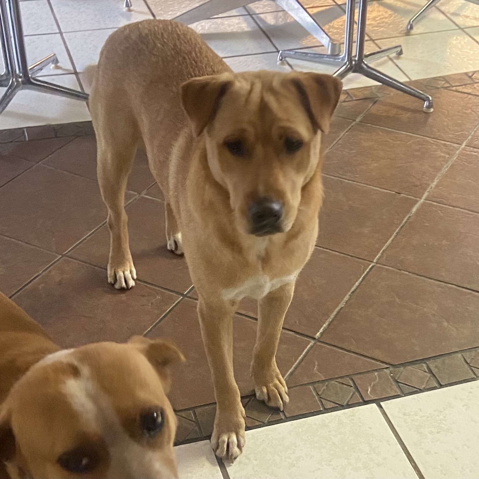 Dog for adoption - Bobby, a Labrador Retriever & Shar-Pei Mix in ...