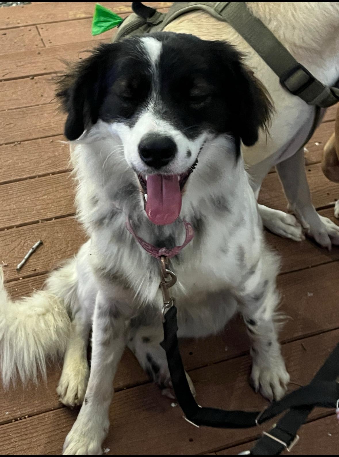 Dog for adoption - Fletcher, a Border Collie Mix in Bensalem, PA ...