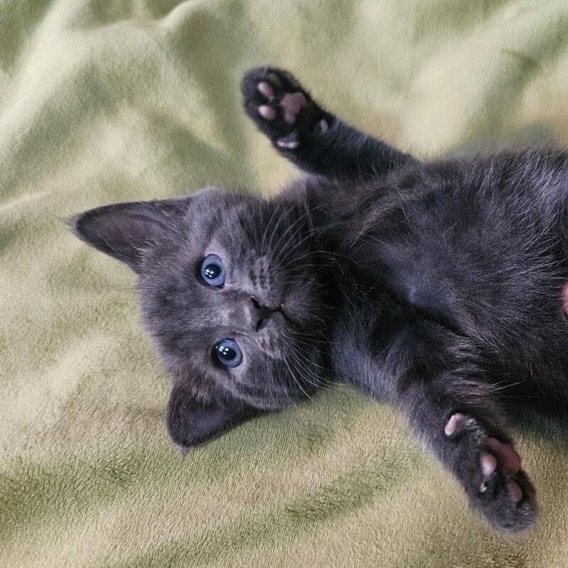 Cat for adoption - Bolt Grey, a Russian Blue & Domestic Short Hair Mix ...