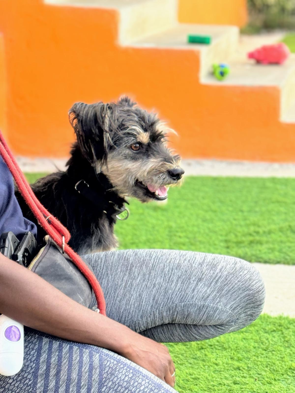 Dog for adoption - Floyd, a Mixed Breed in London, ON | Petfinder