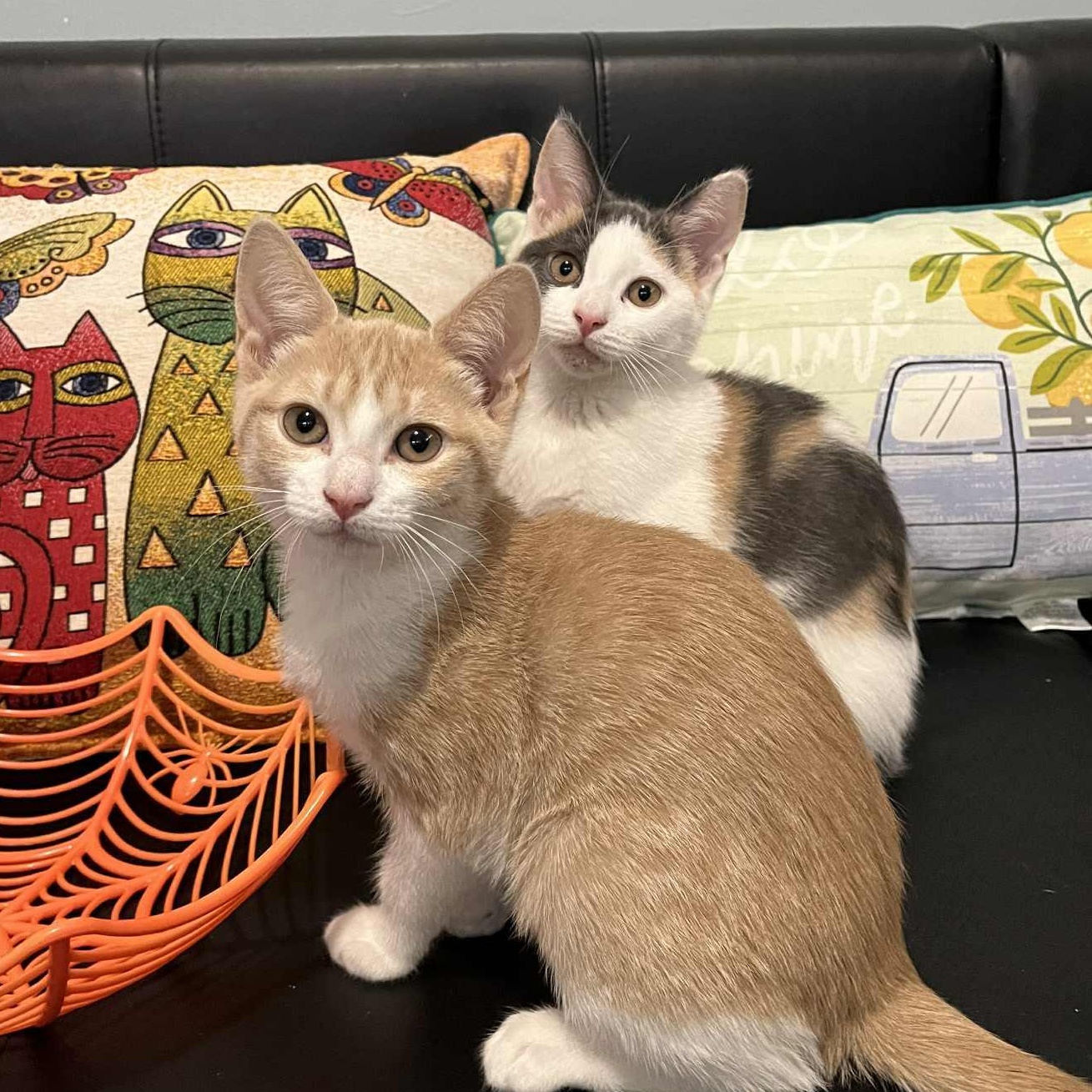 Cat for adoption - Cauliflower and Corn - Cuddly sisters, a Domestic ...