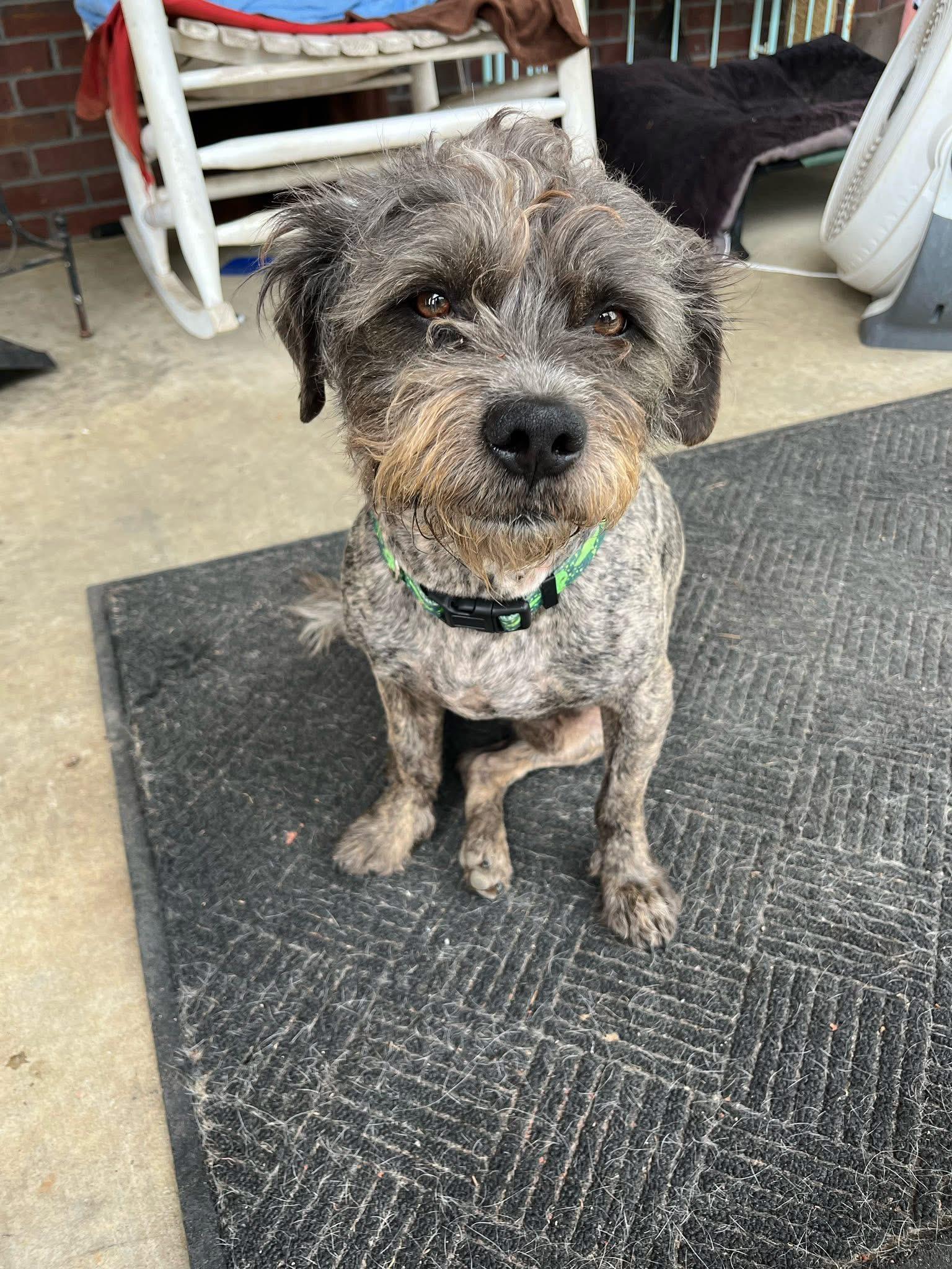 Dog for adoption - Freddy, a Schnauzer & Shih Tzu Mix in South Amboy ...
