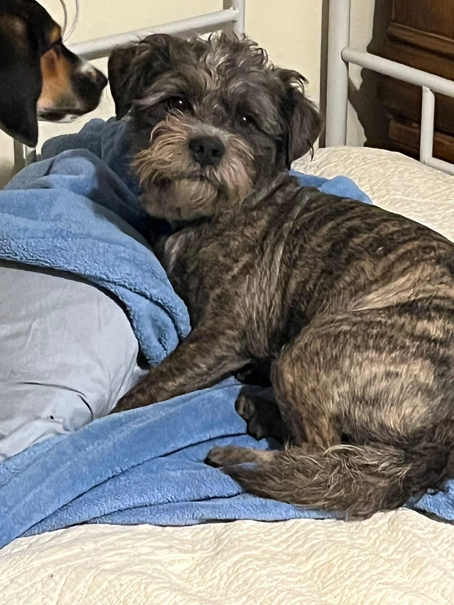 Dog for adoption - Freddy, a Schnauzer & Shih Tzu Mix in South Amboy ...