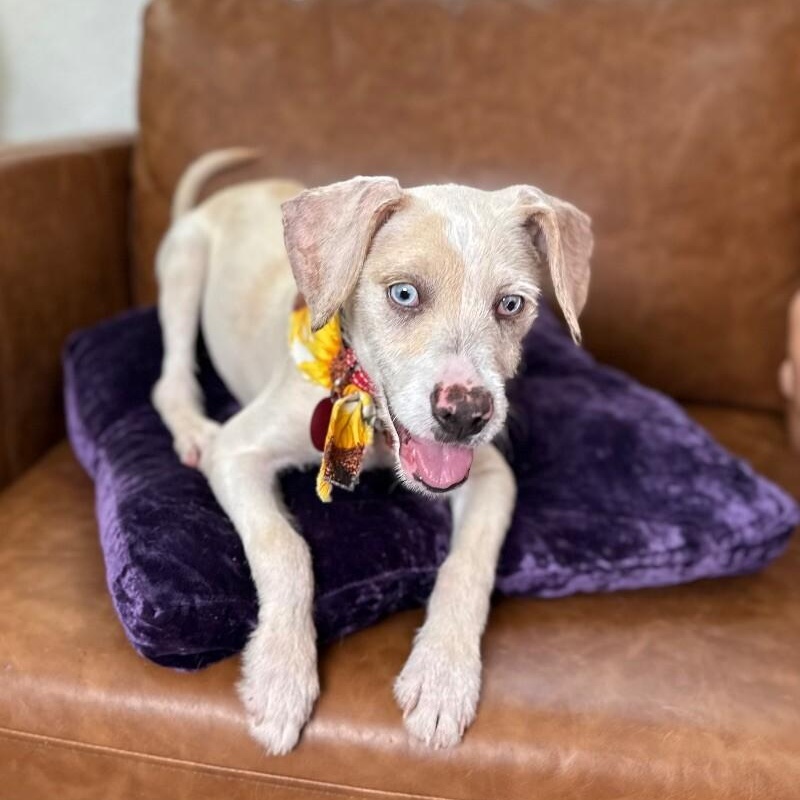 Dog for adoption - Castiel, an Australian Shepherd & Poodle Mix in ...