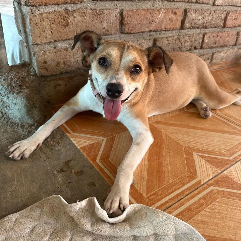 Dog for adoption - Nieve, a Mixed Breed in Abbotsford, BC | Petfinder