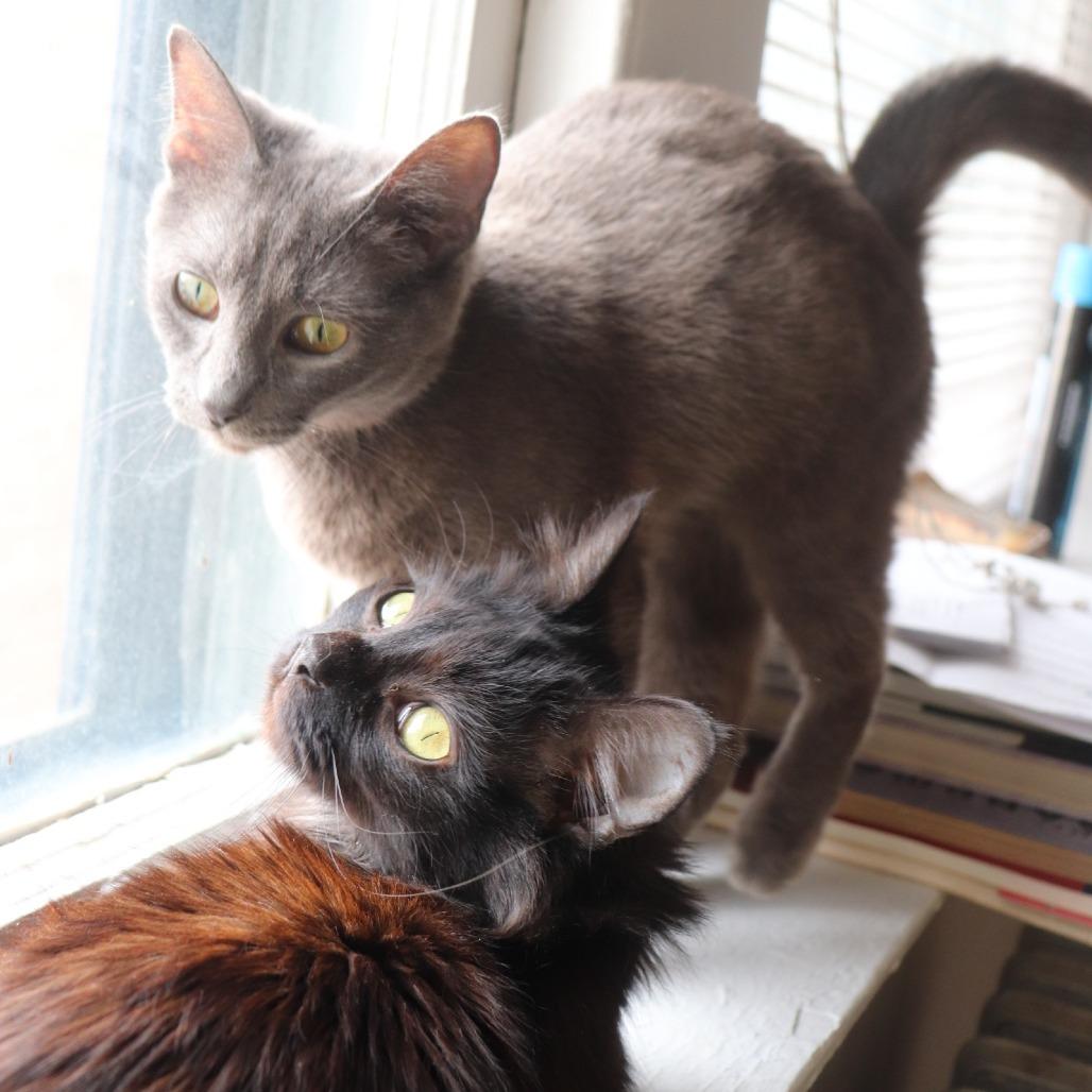 Cat for adoption - Johanna and Sweeney, a Domestic Long Hair in ...
