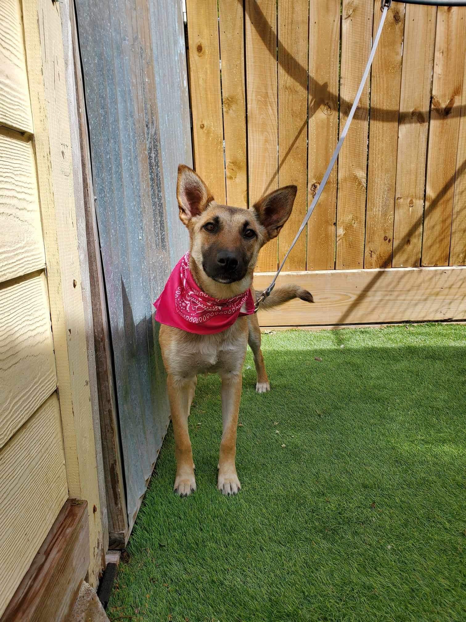 Dog for adoption - Peaches, a German Shepherd Dog in Abbotsford, BC ...