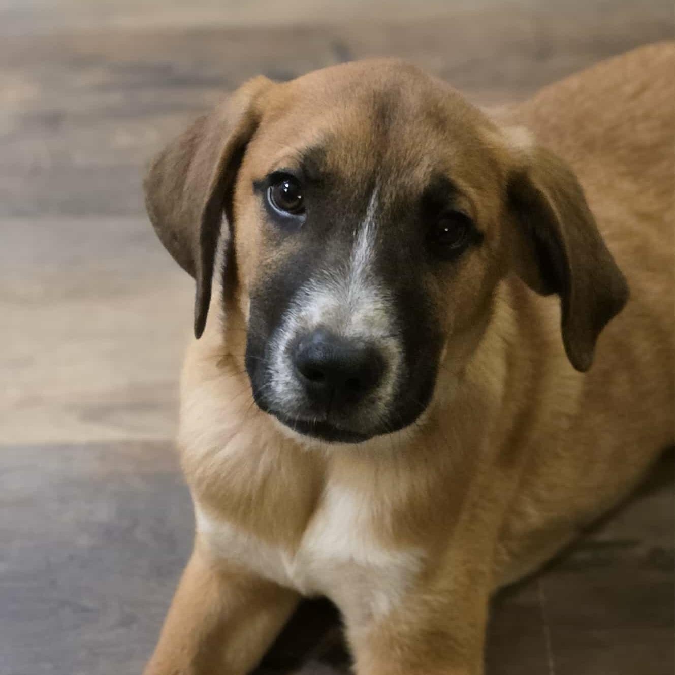 Dog for adoption - Copper, a Boxer Mix in Calera, AL | Petfinder