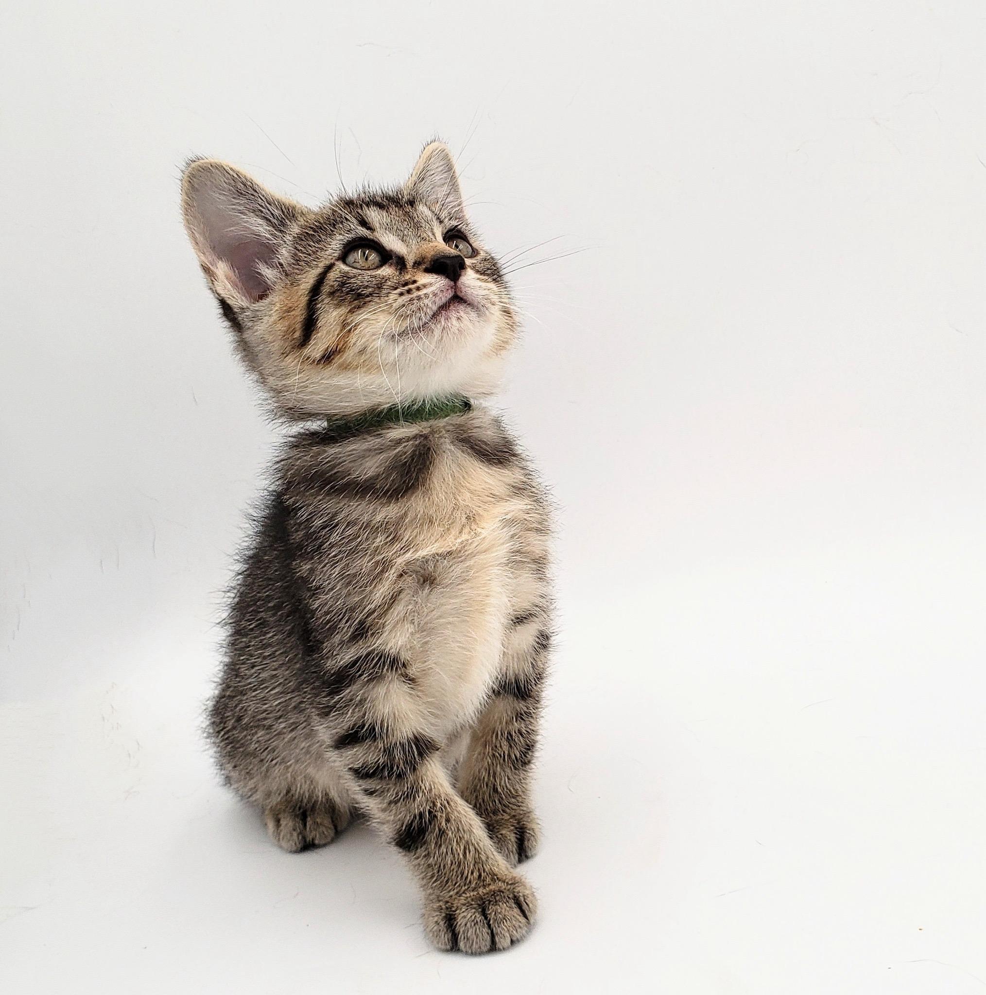 Cat for adoption - Neopolitan, a Domestic Short Hair Mix in Springfield ...