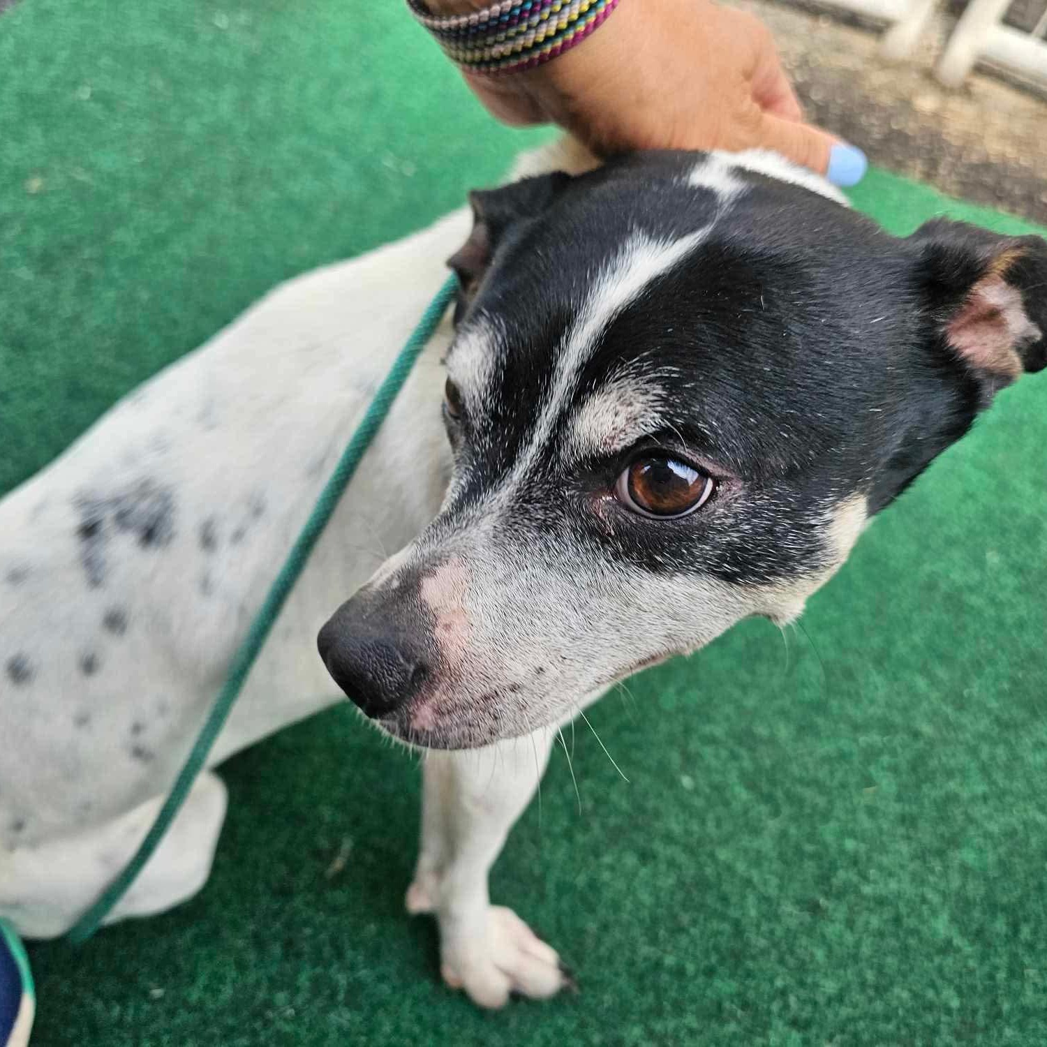 Dog for adoption - Pinto, a Rat Terrier Mix in Plainfield, IL | Petfinder