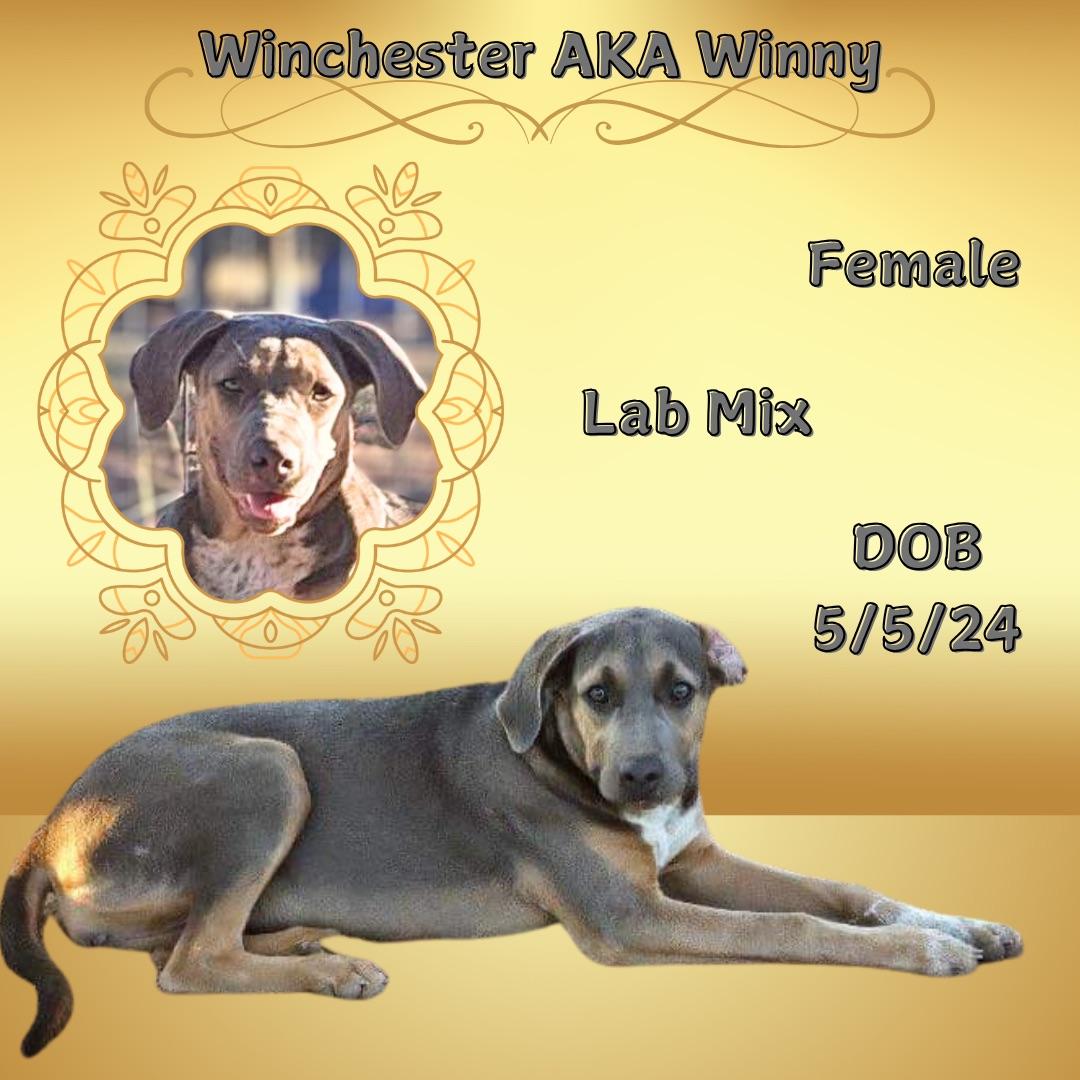 Dog for adoption - Winchester AKA Winny, a Labrador Retriever ...