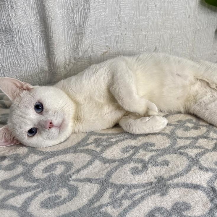 Cat for adoption - Kaiden, a Domestic Short Hair in Enfield, CT | Petfinder