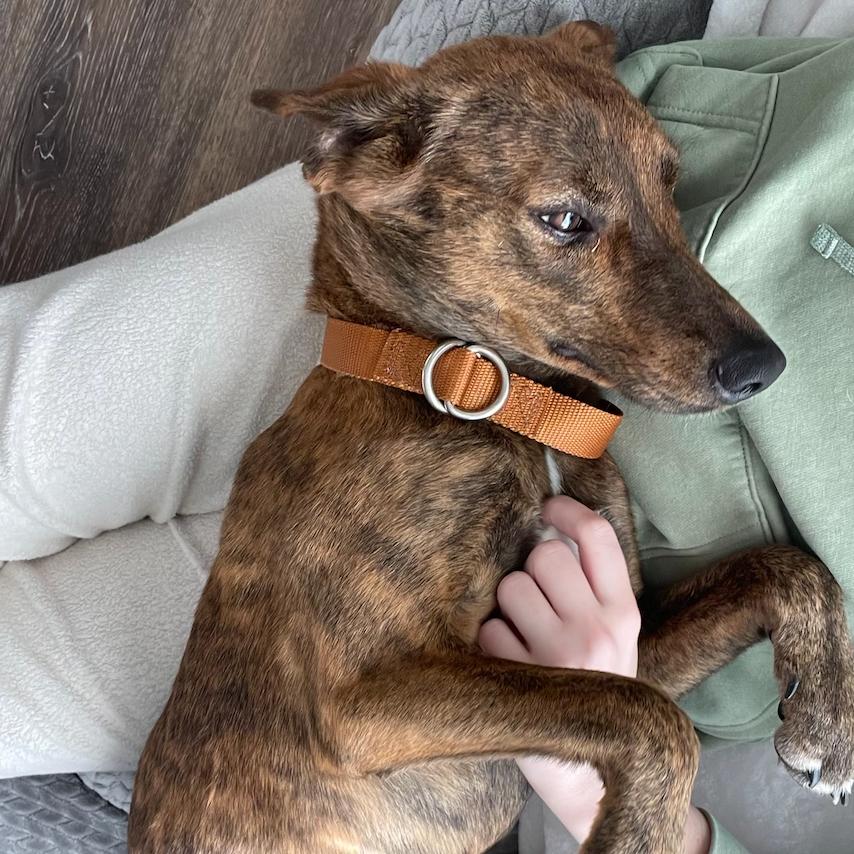 Dog for adoption - Rose, a Mountain Cur & Plott Hound Mix in Orange, CT | Petfinder