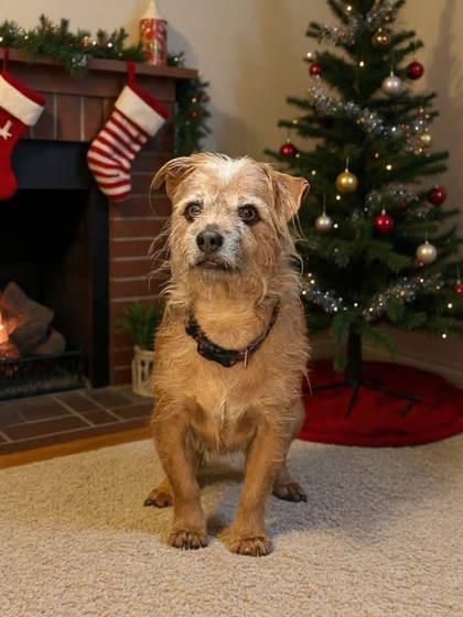 Killian - Adoptable Pet | Petfinder | Petfinder