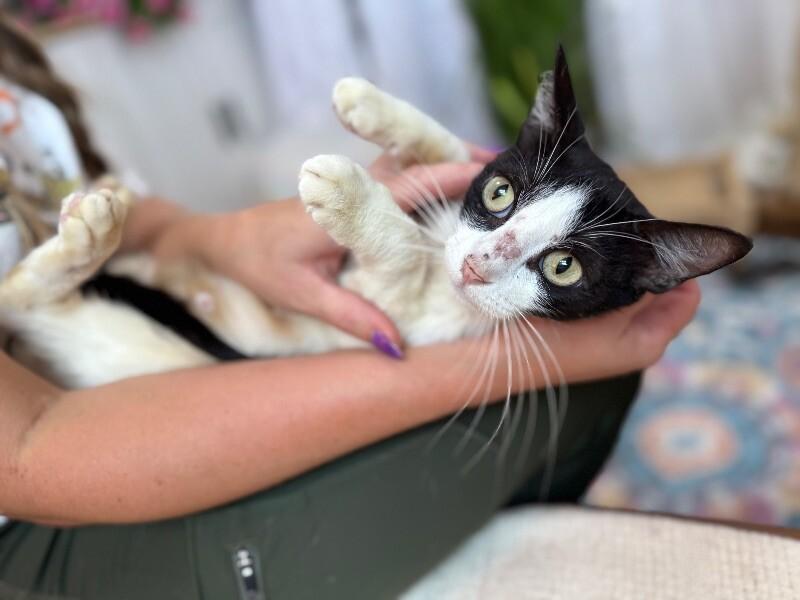 Cat for adoption - Lucy Lou Simpson, a Domestic Short Hair Mix in Delta ...