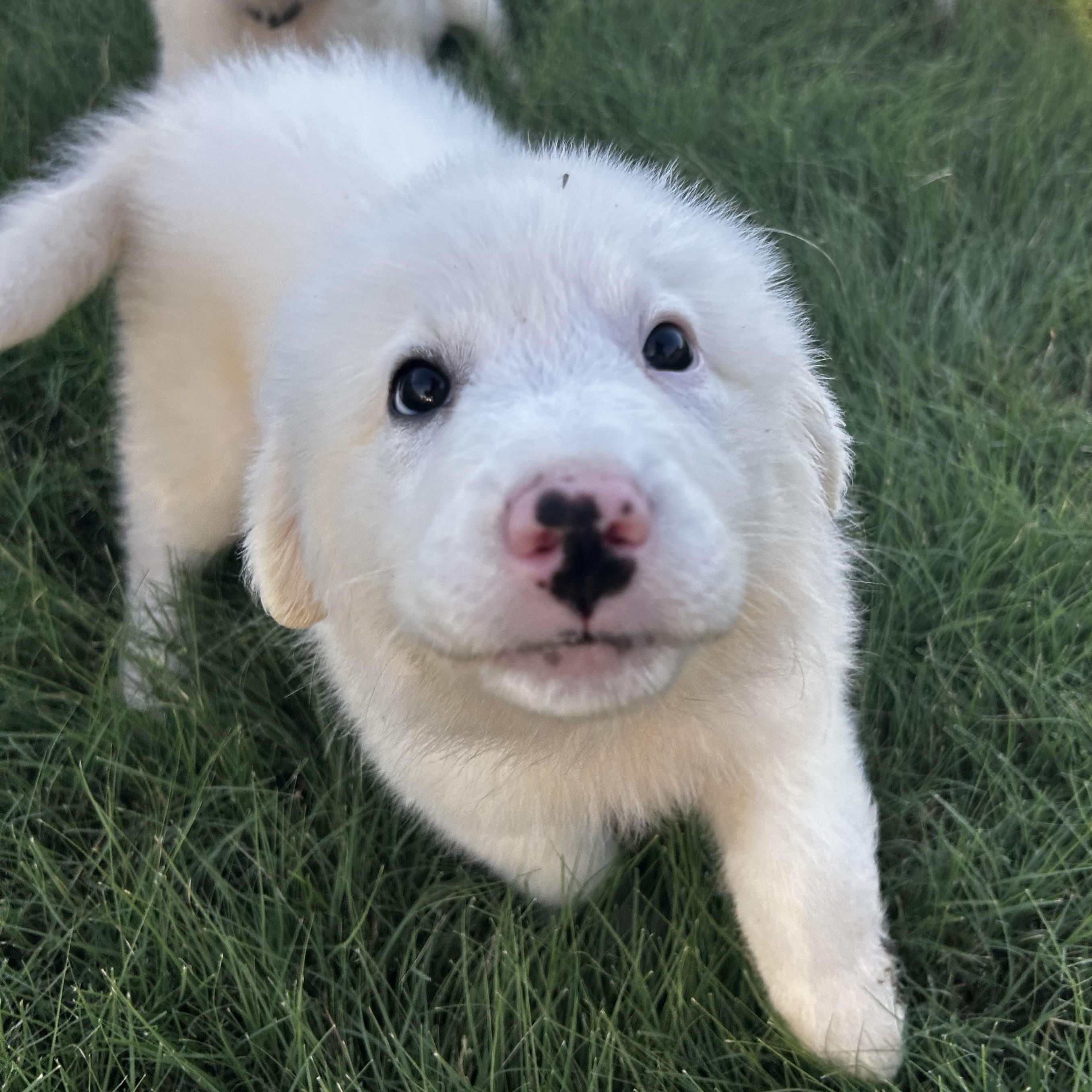 Dog for adoption - Scout, a Great Pyrenees in Hermiston, OR | Petfinder