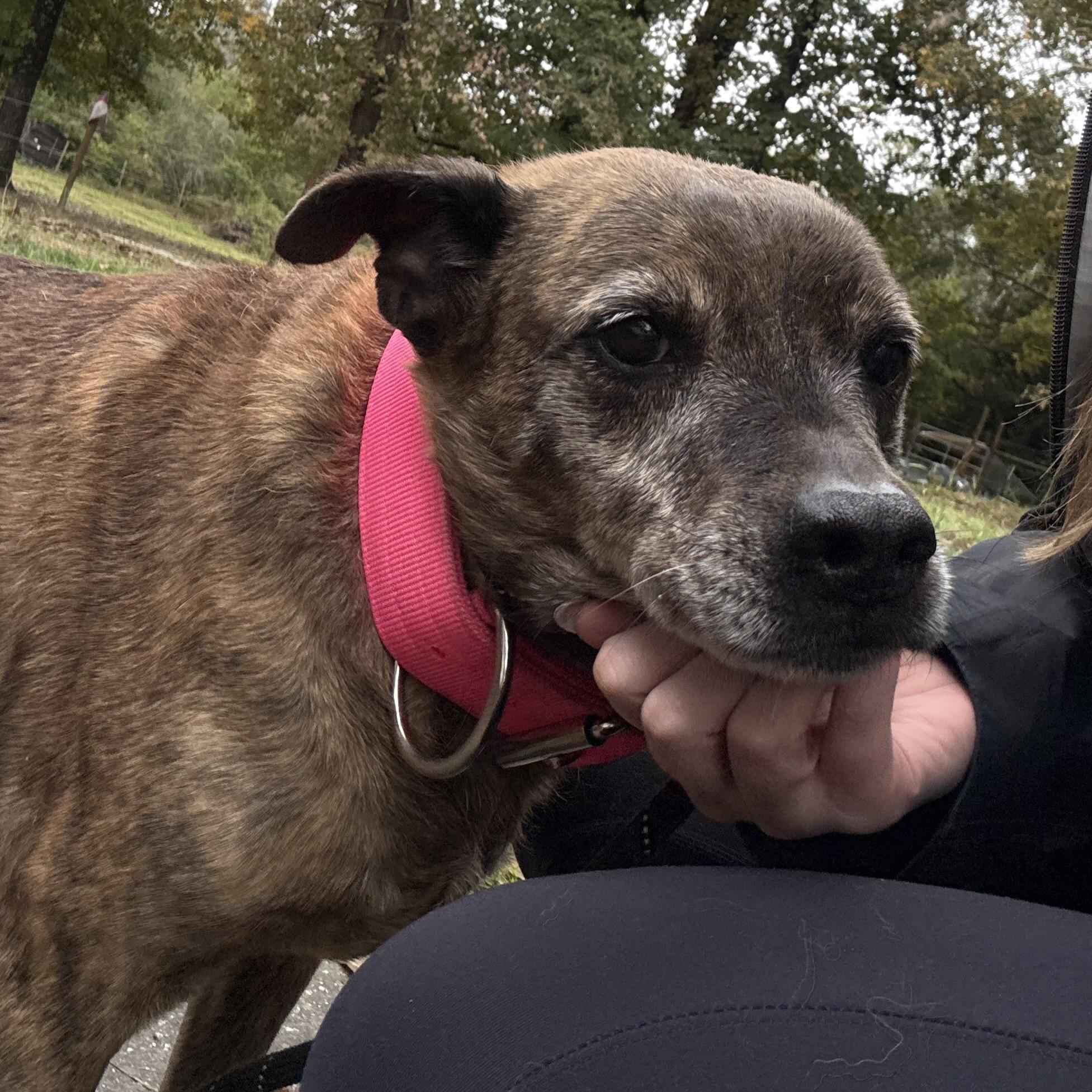 Dog for adoption - Lemon, a Mixed Breed in Howell, NJ | Petfinder