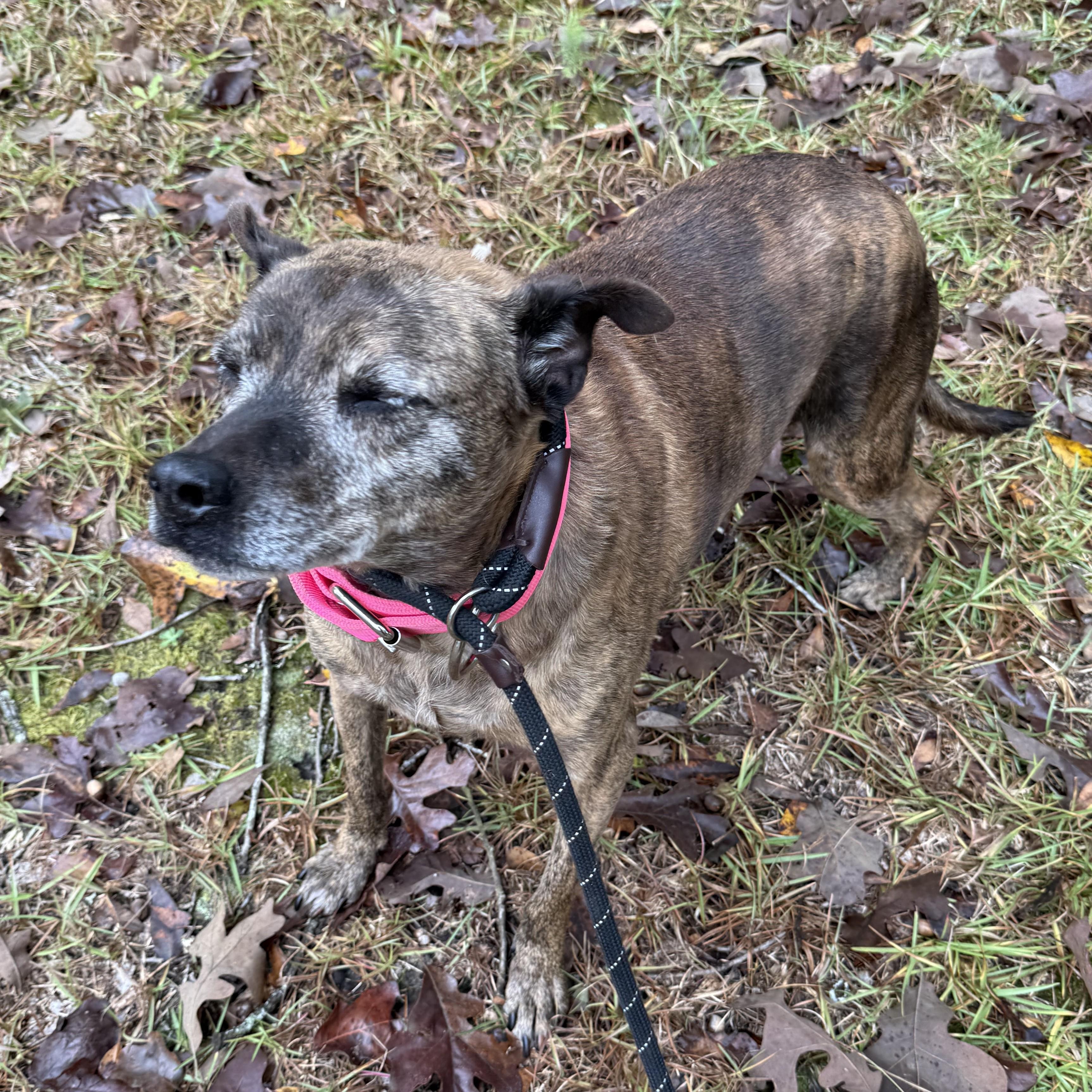 Dog for adoption - Lemon, a Mixed Breed in Howell, NJ | Petfinder